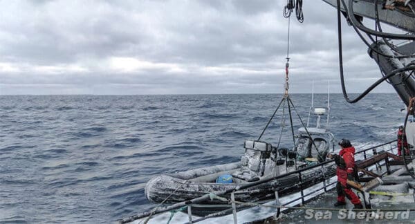 Fascinating Versatile Gemini Rigid Inflatable Boats